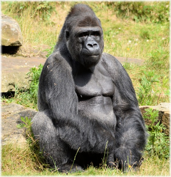 Higashiyama Zoo – What to See, Admission Fees, and How to Get There | atinn